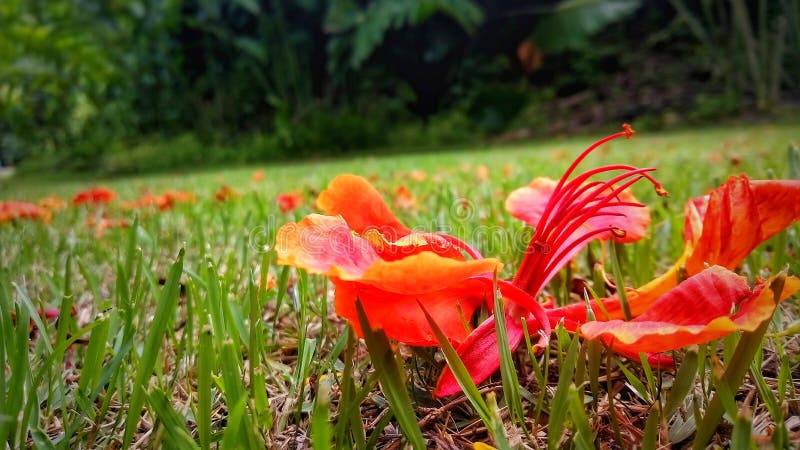 Red Flower Falling from the Big Tree Stock Image - Image of tree ...