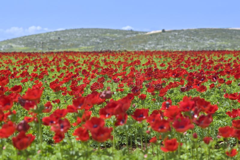 Red flower field stock photo. Image of coronaria, meadow - 8802246