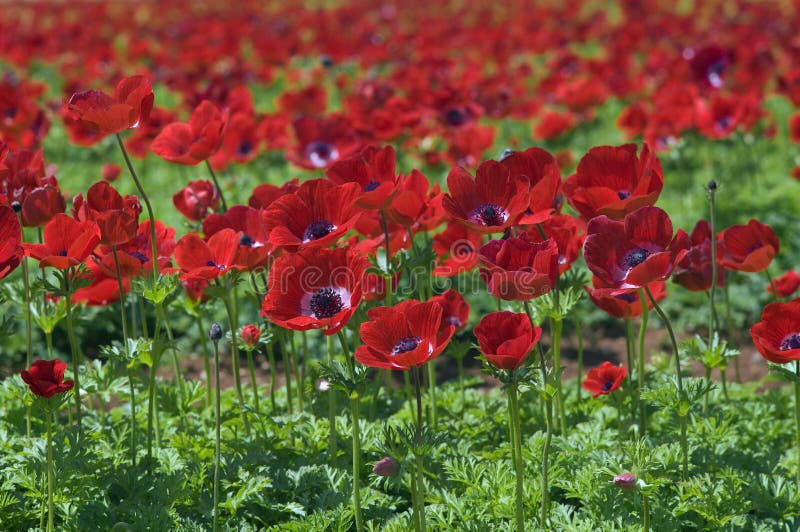 Wild anemones field stock photo. Image of wild, anemone - 596614