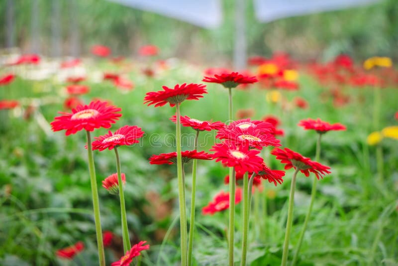 529 Gerbera Plantation Stock Photos - Free & Royalty-Free Stock Photos ...