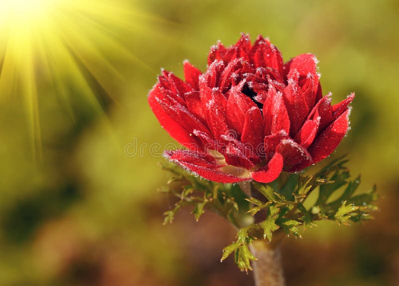 Red flower in field stock photo. Image of flower, card - 39759468
