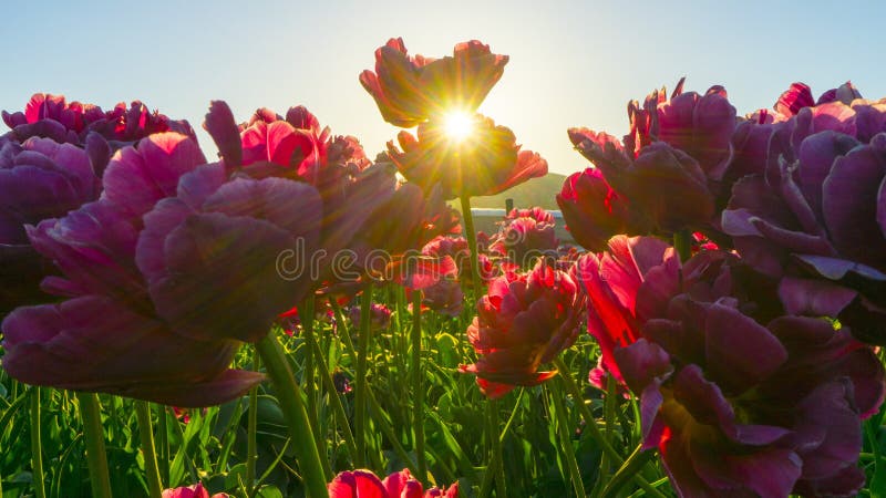 Red Flower Fields Picture. Image: 117420945
