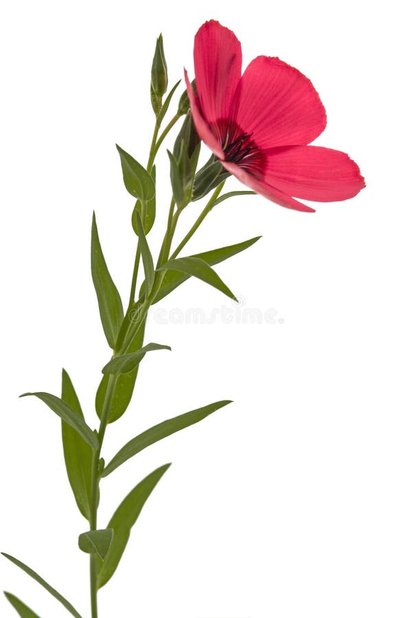 Bud of the Flower of Flax, Isolated on White Background Stock Image ...