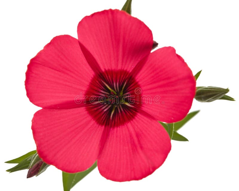 Red Flower of Flax, Isolated on White Background Stock Photo - Image of ...