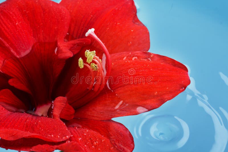 Red Flower Floating in Water with Water Drops on Its Patels Isolsted in ...