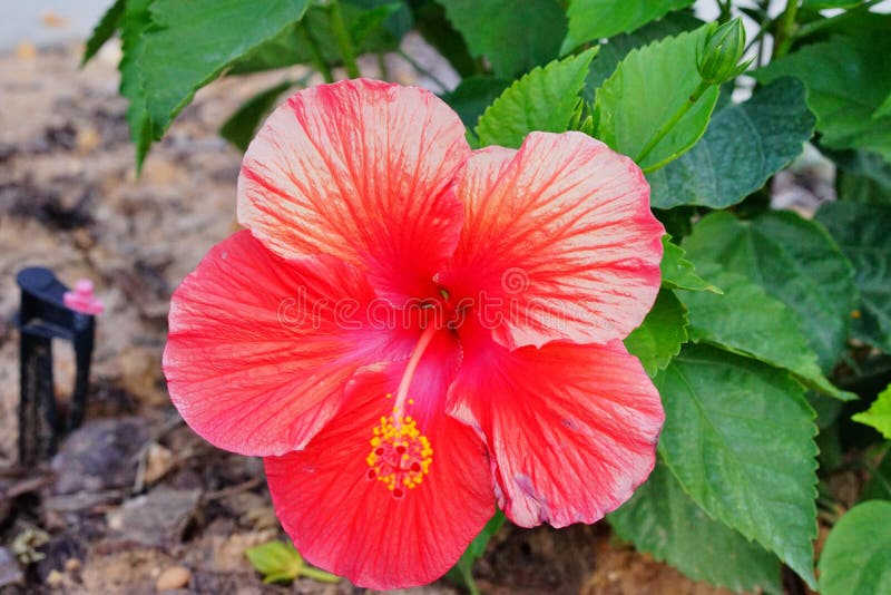 Red flower in florida stock image. Image of floral, hibiscus - 64773129