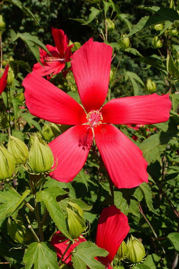 Red Flower in the Form of a Star and Three Unexplored Buds Stock Image ...