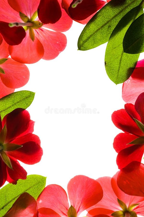 3,200+ Red floral frame Free Stock Photos - StockFreeImages