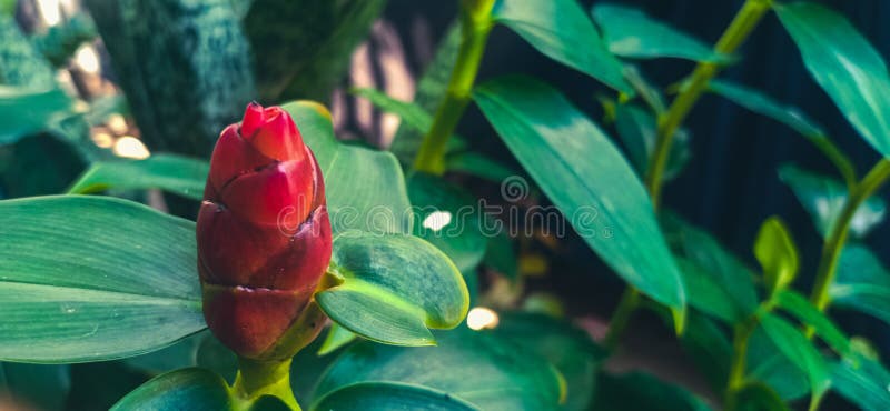 Red Flower in Front of Mosque Tower Stock Image - Image of blue, tower ...