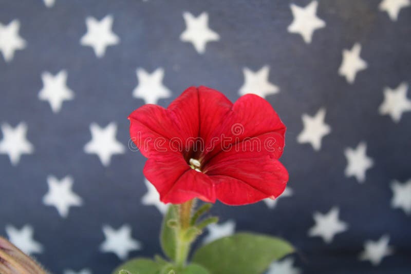 Red Flower in Front of United States of America Flag Stock Image ...