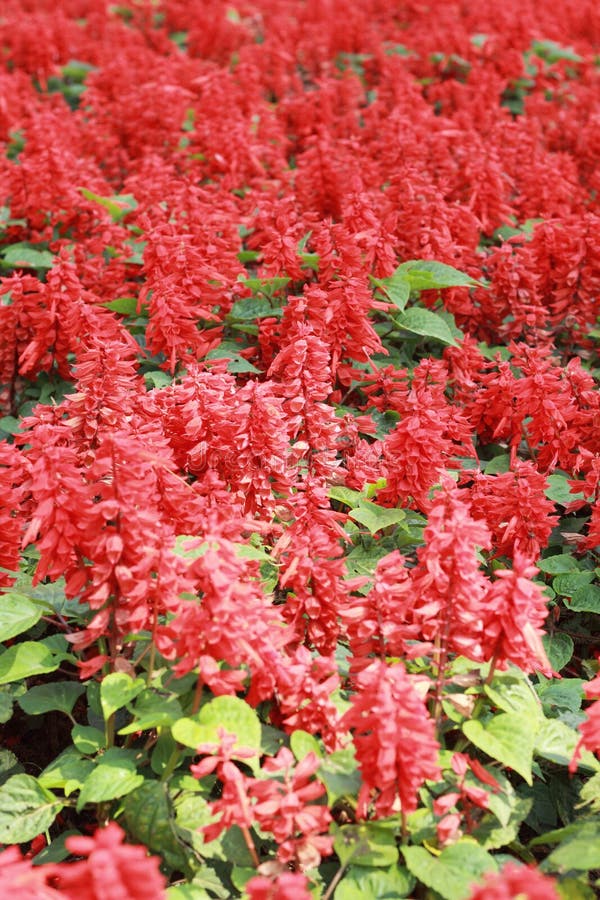 Red flower in the garden stock image. Image of happiness - 37044013