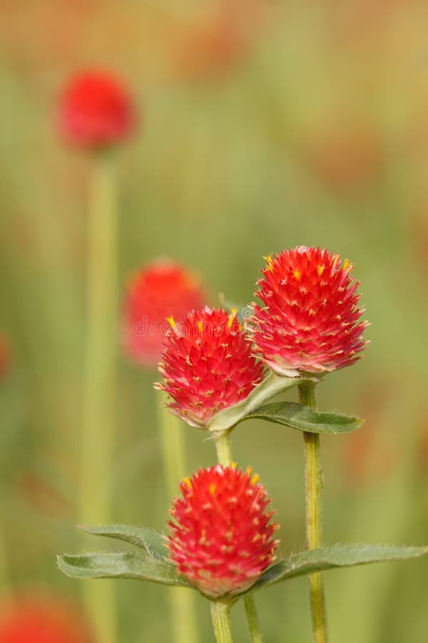 The red flower stock photo. Image of light, beauty, flowers - 40726624