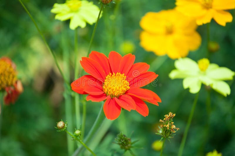 Red flower in garden stock image. Image of bloom, garden - 118076183