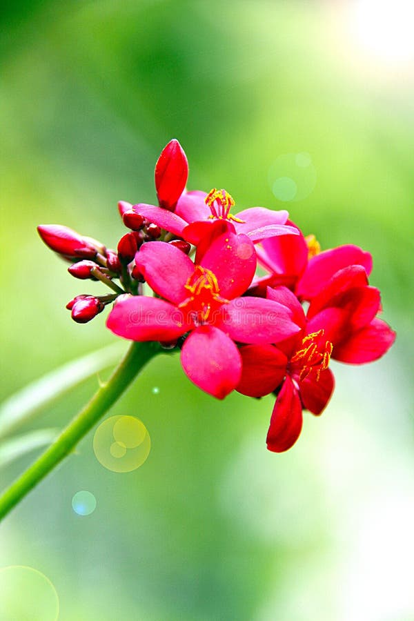Red Flower in the Garden with Lens Flare Effect Stock Image - Image of ...