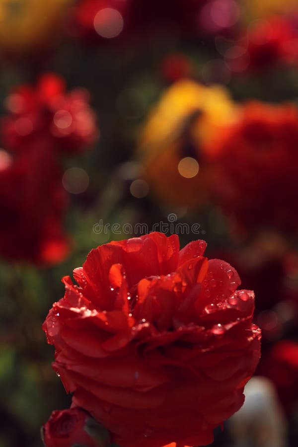 Red flower in the garden stock photo. Image of fragrant - 149774806