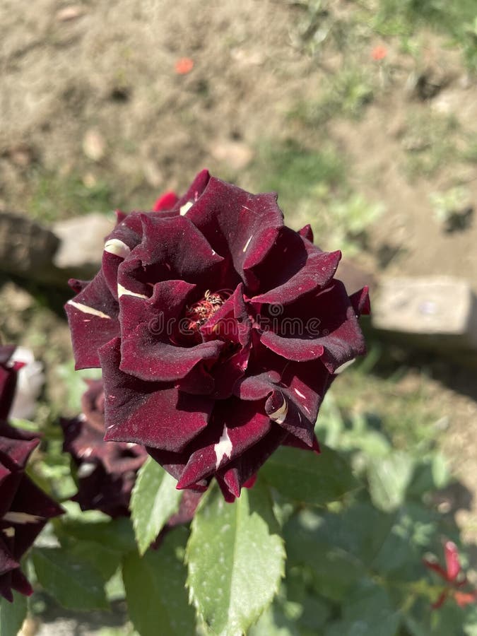 A red flower in the garden stock photo. Image of nature - 374660876