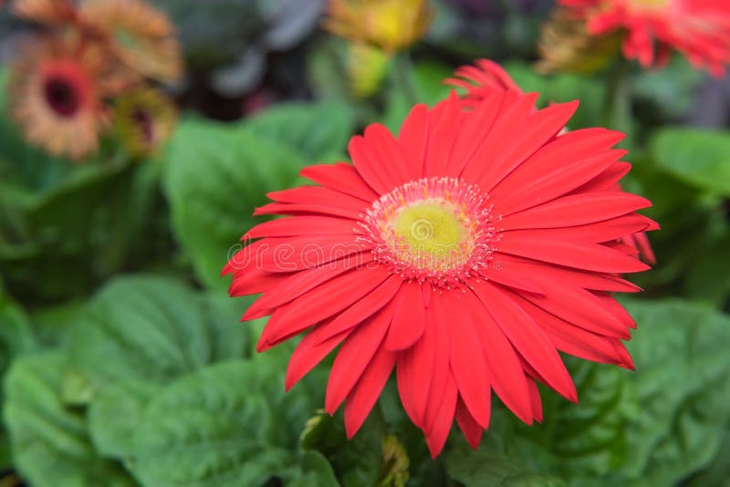 Yellow - Orange Gerbera Flower Close Up Stock Photo - Image of ...