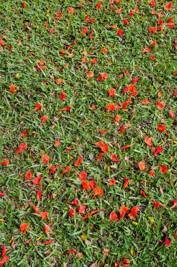 Red flower on grass stock photo. Image of outdoor, summer - 41432486