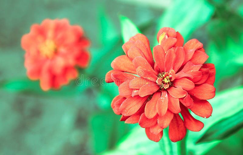 Red flower stock image. Image of green, plant, outdoor - 57804523