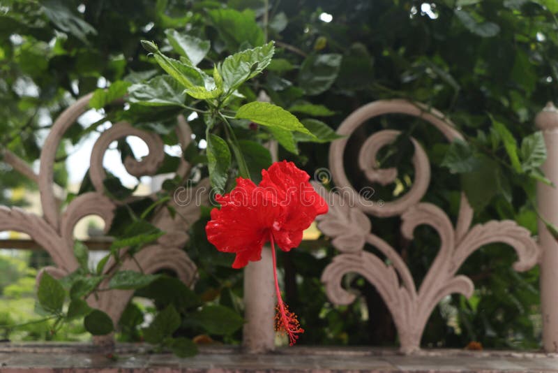 Red Flower Green Color Trees Stock Image - Image of romance, pollen ...