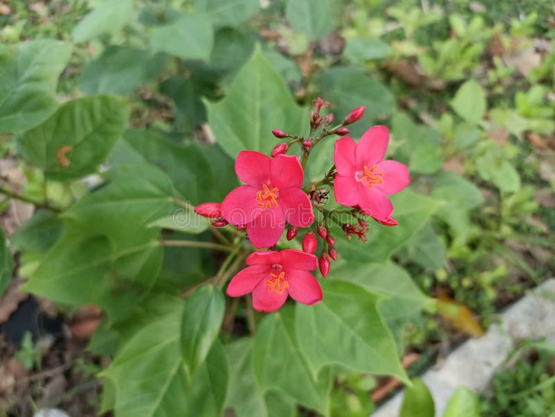 Red Flower with Green Leaves in the Garden Stock Image - Image of ...