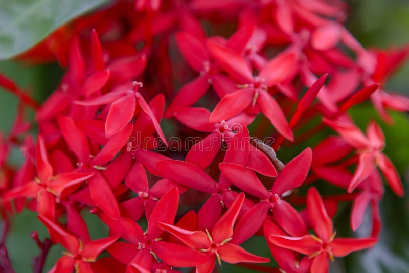 Red Flower Group stock photo. Image of grow, green, sunny - 82710308