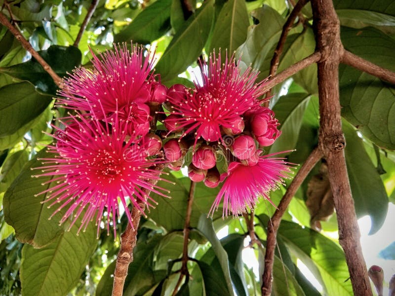 Red flower of guava tree stock image. Image of plant - 242586915