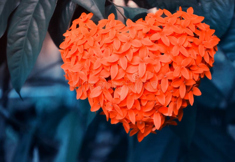 Red Flower Heart Shape Nature Background Stock Image - Image of summer ...