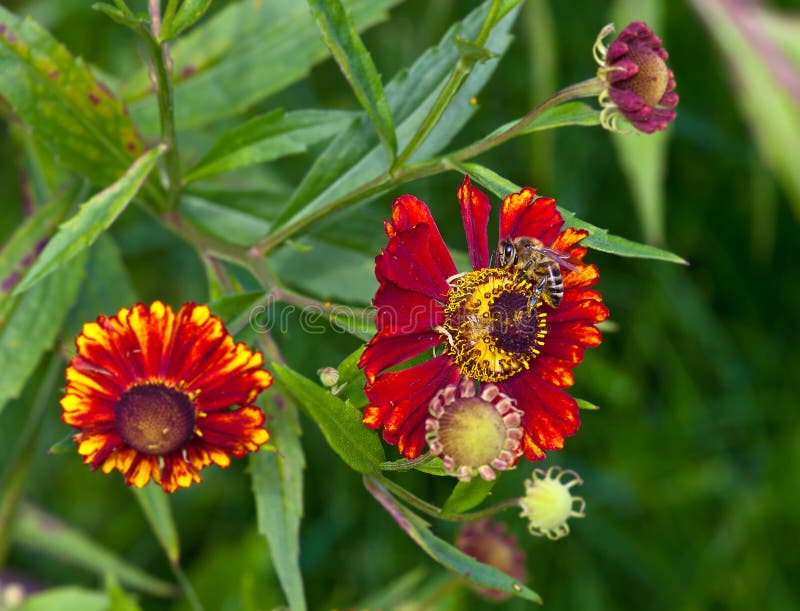 Red Flower Helenium Autumnale Stock Image - Image of meadow, nature ...