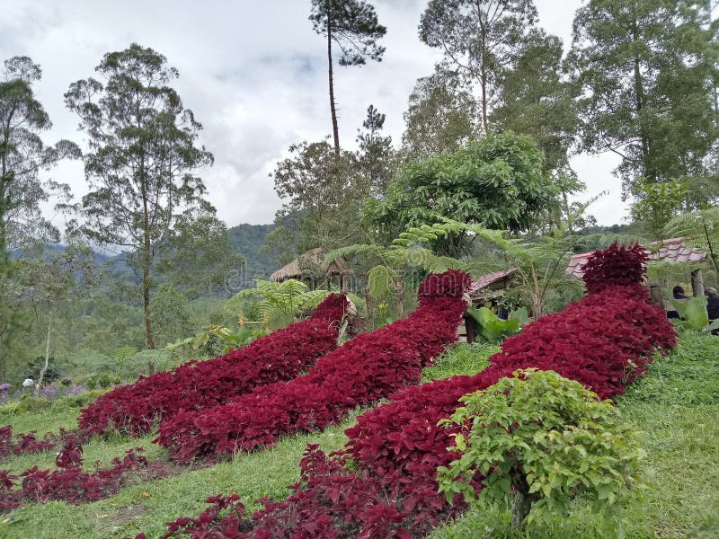 Red flower stock image. Image of flower, asia, indonesian - 129518389