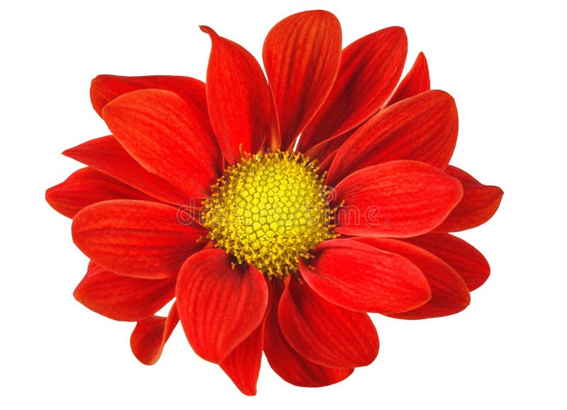 Red Flower in Isolation on a White Background Stock Image - Image of ...