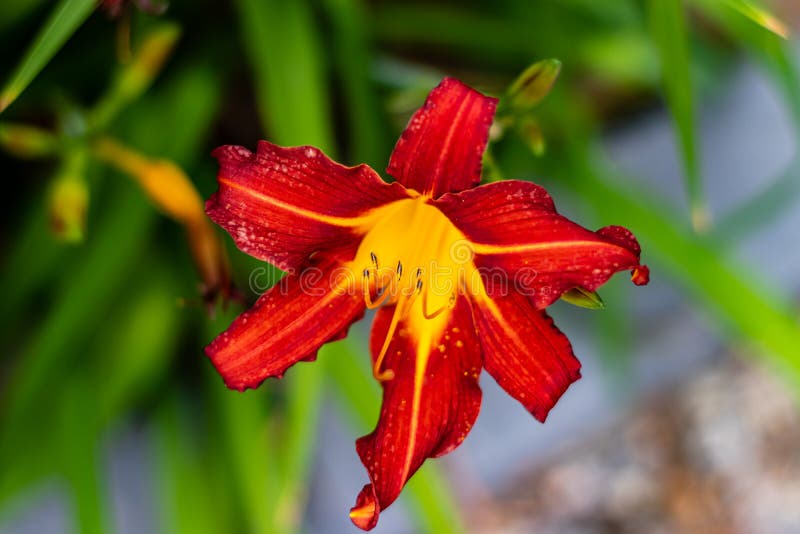 Red Flower with Its Yellow Center Floating in the Breeze Stock Photo ...