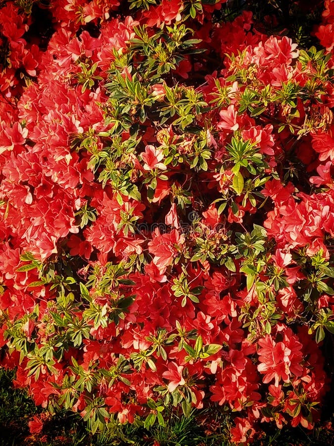 Red Flower Japan Garden Argentina Stock Image - Image of flower, nature ...