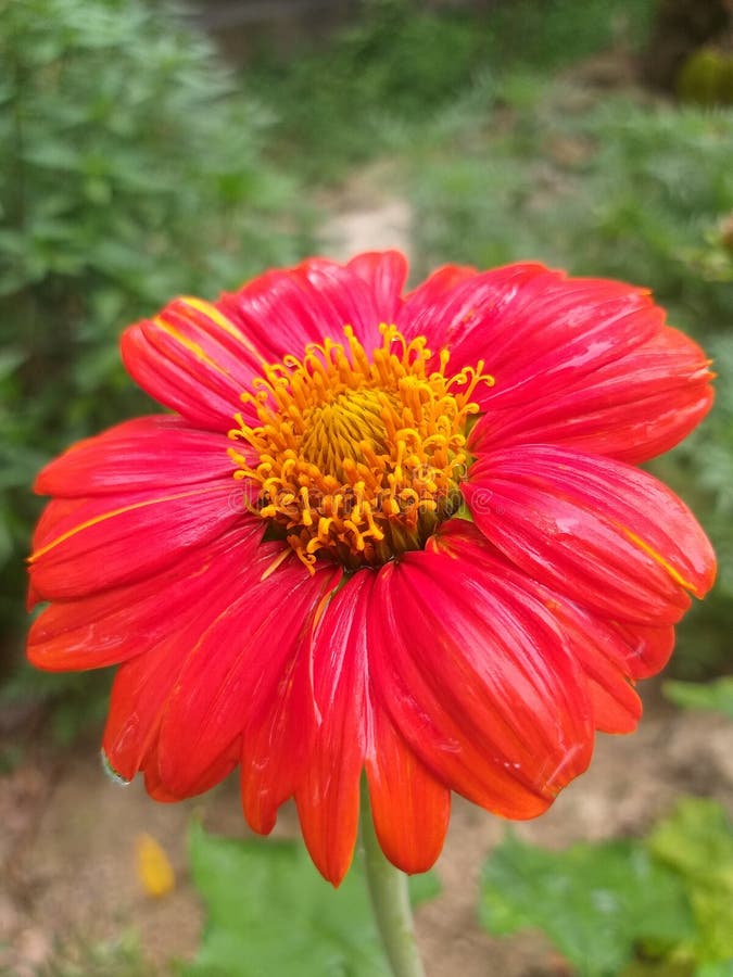 2,805 Jpg Flower Stock Photos - Free & Royalty-Free Stock Photos from ...