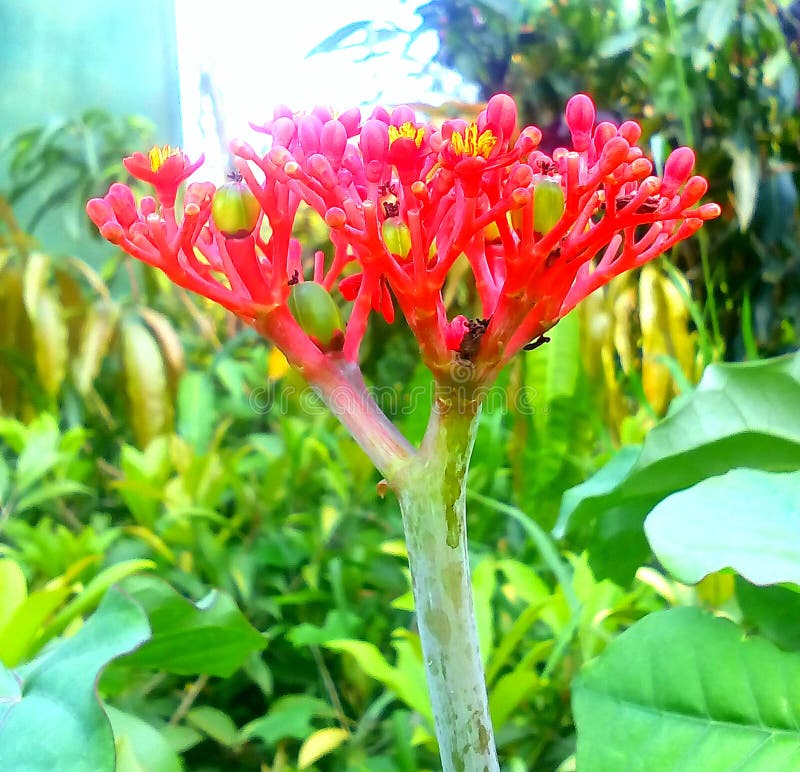 Red flower jpg stock image. Image of flower, cool, natural - 145086205