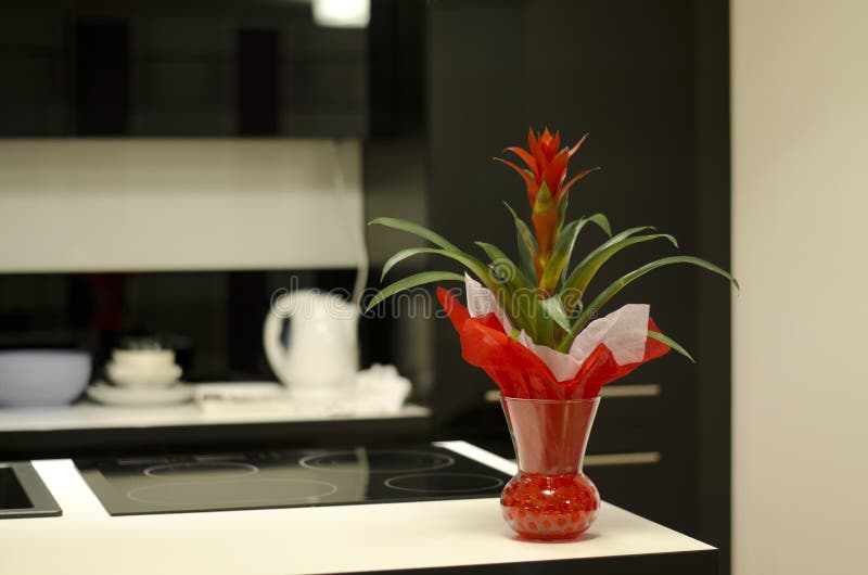 Red Flower on Kitchen Counter Stock Photo - Image of bright ...