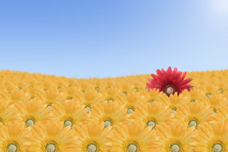 Red flower landscape stock photo. Image of marguerite - 2207424