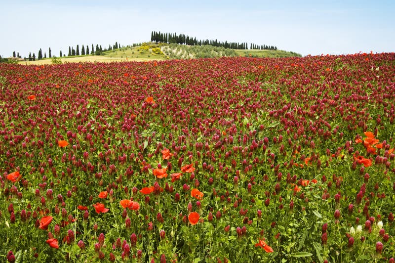 Red Flower Landscape stock image. Image of grass, ecology - 8910791