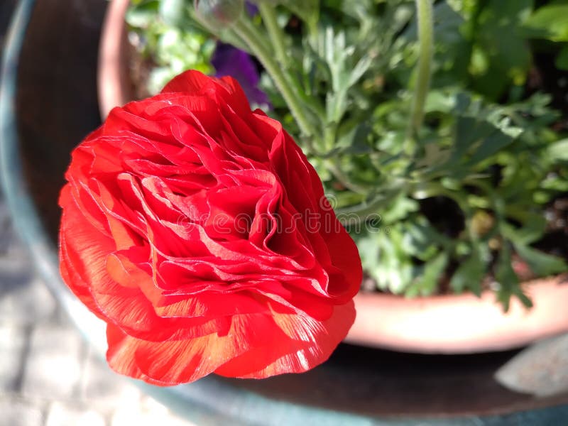 Red flower layered stock photo. Image of rose, petal - 222463166