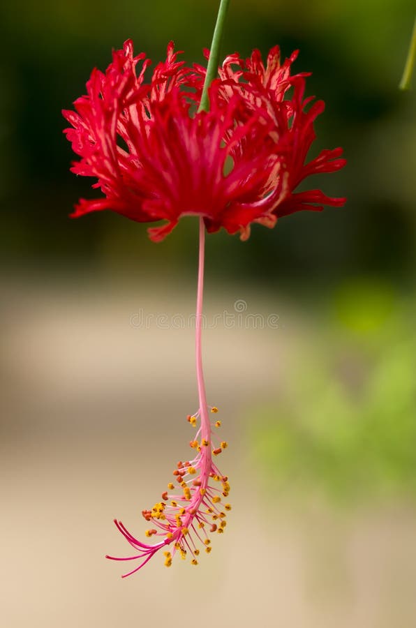 5,982 Filament Flower Photos - Free & Royalty-Free Stock Photos from ...