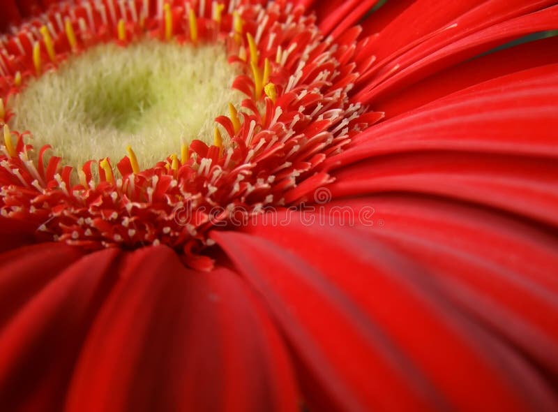Red flower macro image stock photo. Image of elegance - 5444624