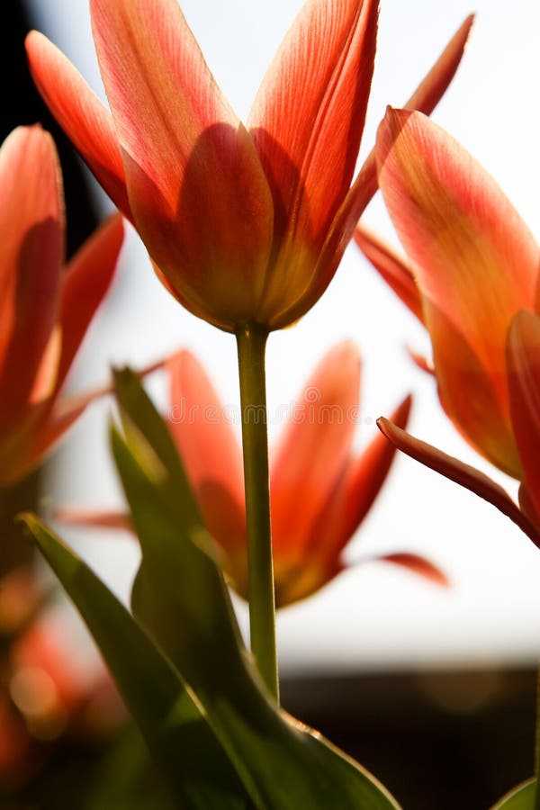 Red flower macro shot stock image. Image of blossom, organic - 11238521