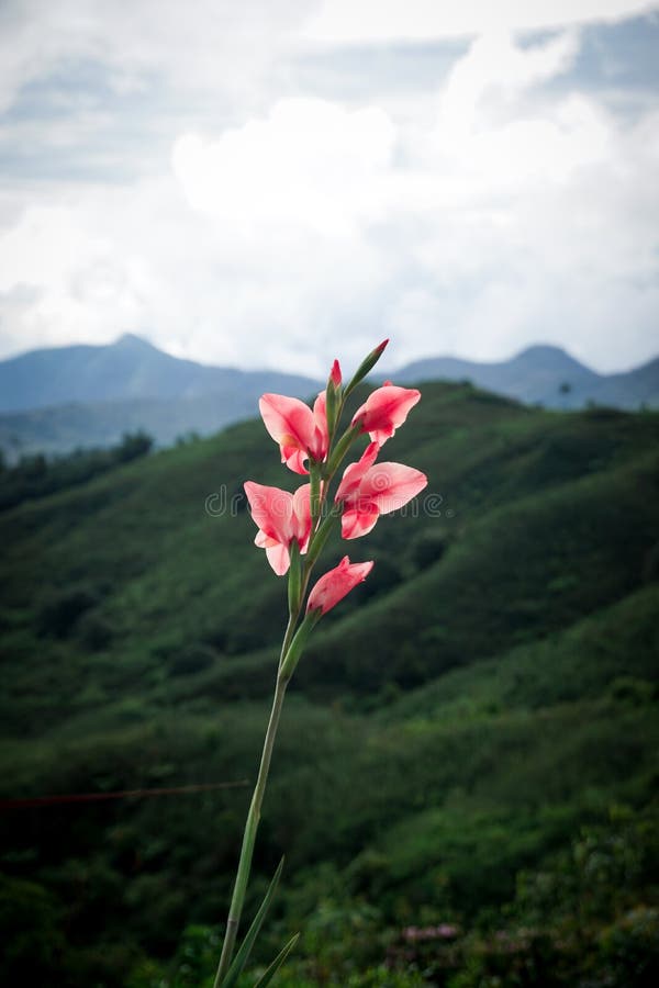 Red flower in malino stock photo. Image of malino, nature - 262045782