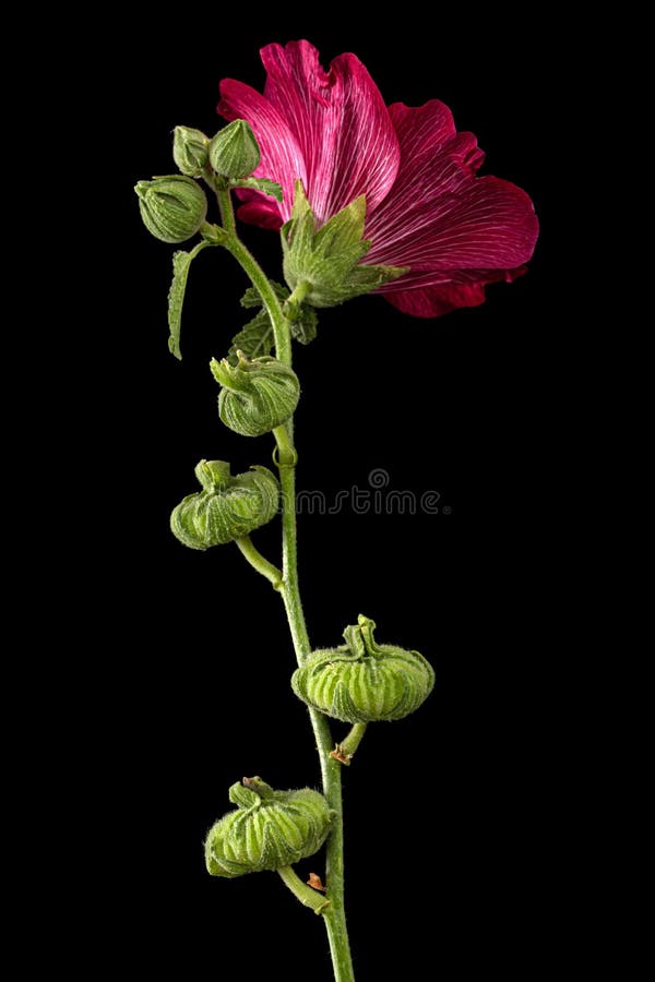 Red Flower of Mallow, Isolated on Black Background Stock Image - Image ...