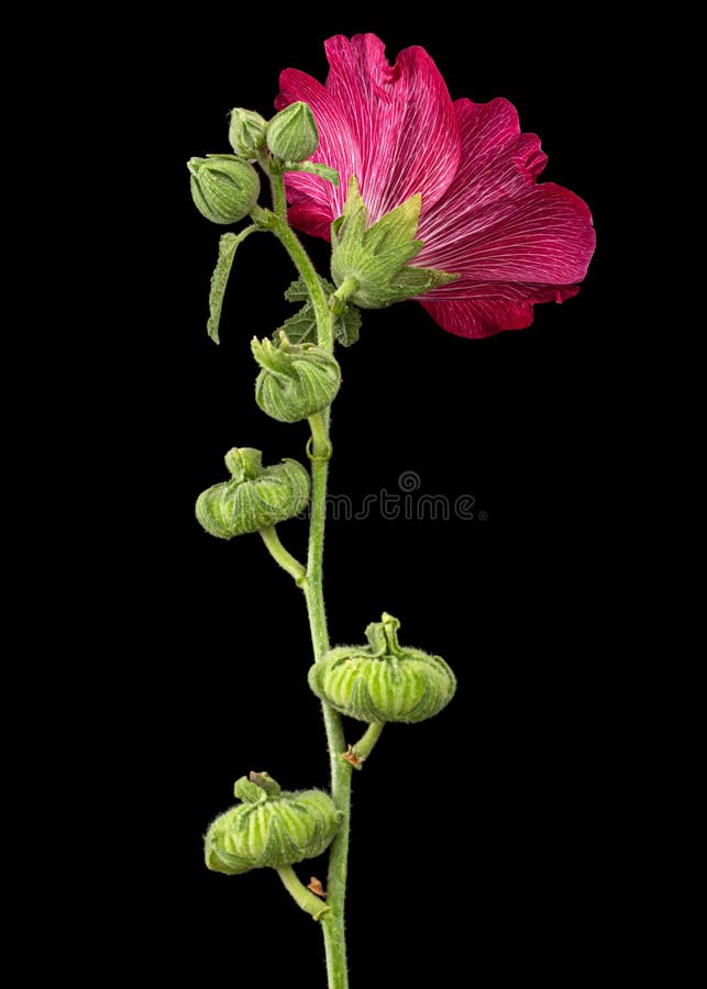 Red Flower of Mallow, Isolated on Black Background Stock Image - Image ...