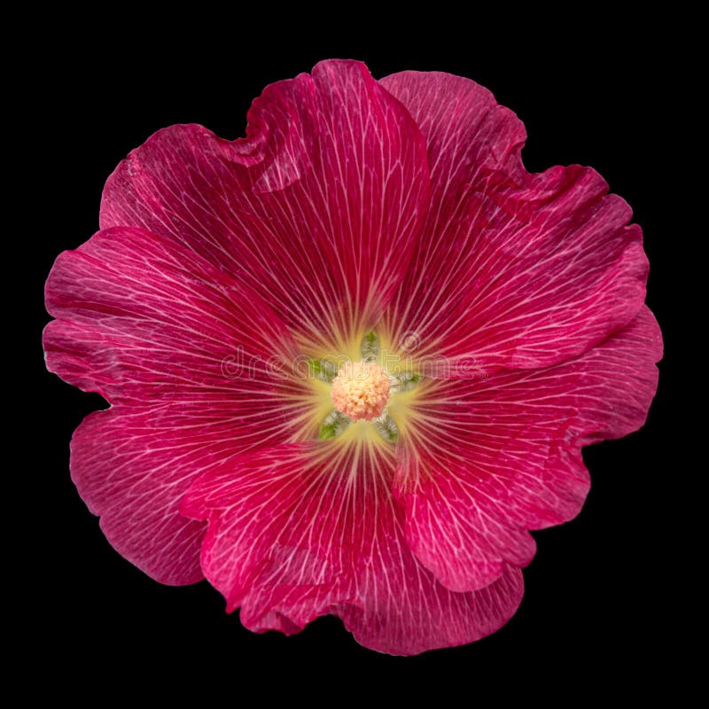 Red Flower of Mallow, Isolated on Black Background Stock Image - Image ...