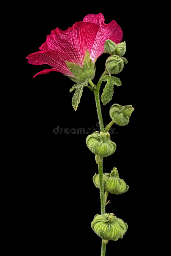 Red Flower of Mallow, Isolated on Black Background Stock Image - Image ...