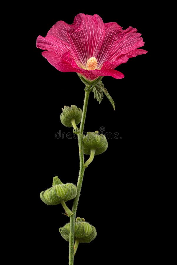 Red Flower of Mallow, Isolated on Black Background Stock Photo - Image ...
