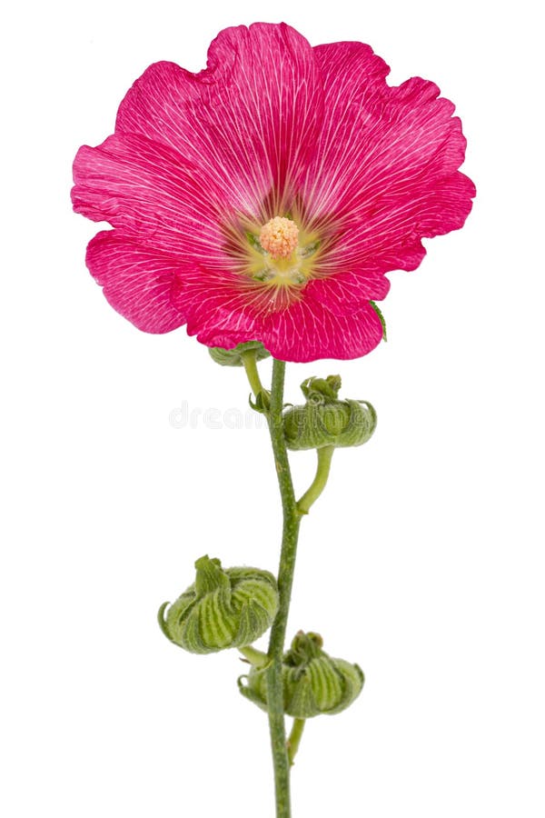 Red Flower of Mallow, Isolated on White Background Stock Image - Image ...