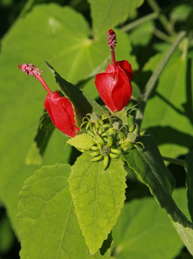 Red Flower of Malvaviscus Arboreus Stock Photo - Image of gardening ...